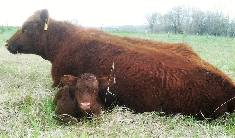 Firstborn - DS Family Farm