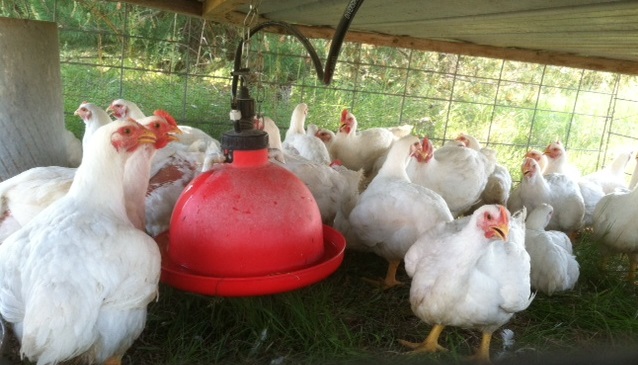 Why folks go nuts for pasture chicken - DS Family Farm