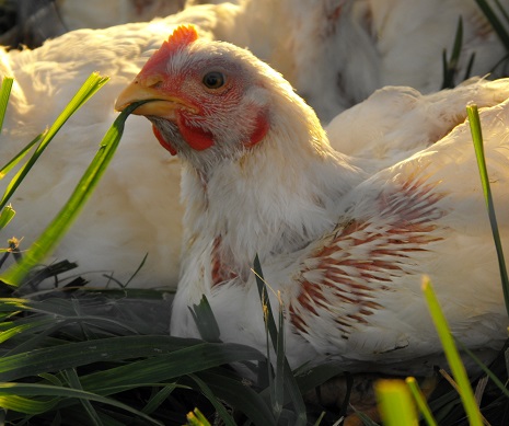 Pasture Chicken - DS Family Farm