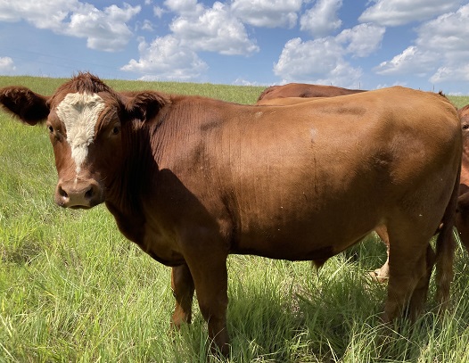 2023 Grassfed Beef - DS Family Farm