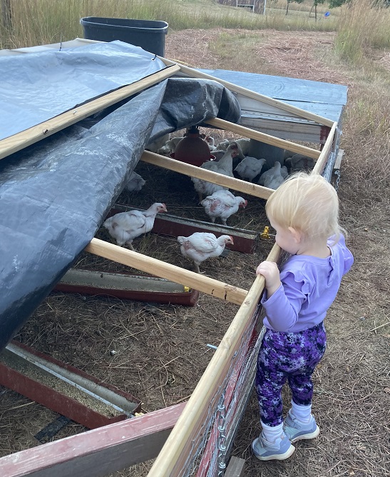 Low Omega 6:3 Chicken - DS Family Farm