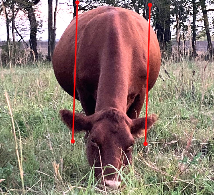Gut Capacity (cow) - DS Family Farm